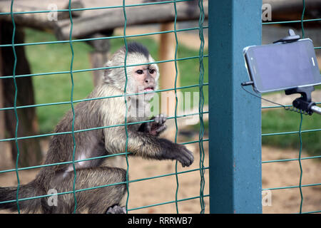 Weeping Capuchin Cebus olivaceus Trying to touch cell phone Stock Photo ...