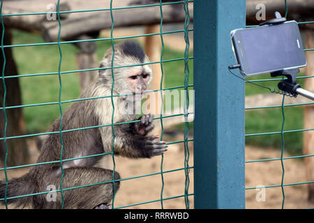 Wedge-capped / Weeping capuchin (Cebus olivaceus) in rainforest tree ...
