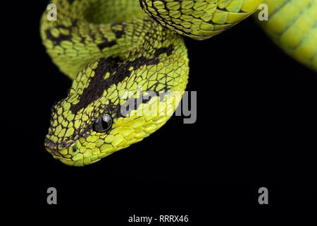 BUSH VIPER atheris nitschei, CLOSE-UP OF HEAD, KENYA Stock Photo - Alamy
