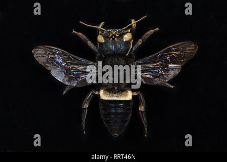 Megachile pluto, Wallace's giant bee Stock Photo - Alamy