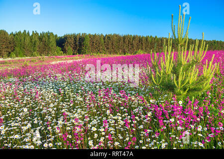 white flower meadow summer landscape Stock Photo - Alamy