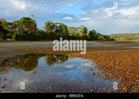 Oceania, Australia; Australian; Tasmania; Launceston, Tamar River ...