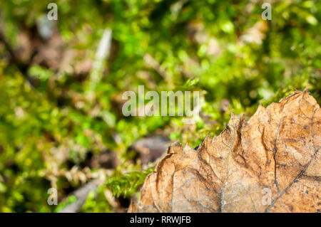 Pleurozium schreberi, the red-stemmed feathermoss or Schreber's big red ...