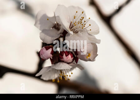 The flowers of a 'Tomcot' apricot (Prunus armeniaca 'Tomcot') grown a ...