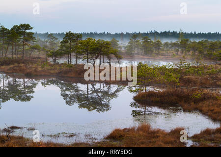 Scenic view of a fogy swamp in a morning Stock Photo - Alamy