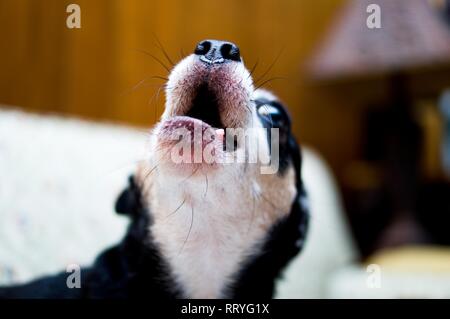 close-up photo of a dog mouth with epulis. Epulis - tumor situated on ...
