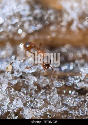 Ice. Ants in spring. A close up Stock Photo - Alamy