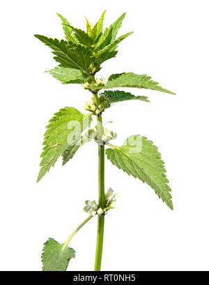 single leaf of stinging nettle isolated over white background Stock ...