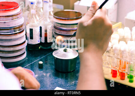 microbiological inoculation loop being heated in a spirit lamp flame ...