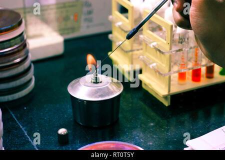 microbiological inoculation loop being heated in a spirit lamp flame ...