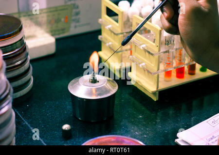 microbiological inoculation loop being heated in a spirit lamp flame ...