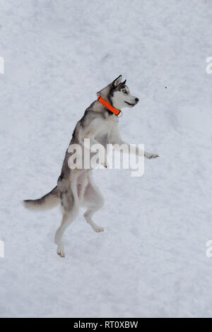 The Gray Siberian Husky jumping over the river, dog which combines ...