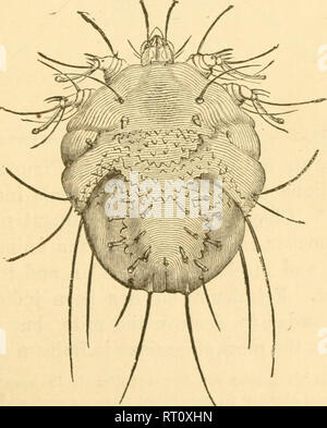 . Animal parasites and messmates. Parasites. Sarcoptes scabiei, or male ...