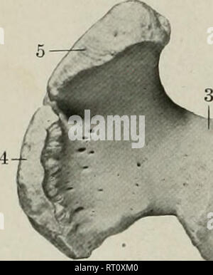 . The anatomy of the domestic animals. Veterinary anatomy. Spine of ...