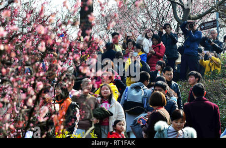 People enjoy blooming plum blossoms in Nanjing City, east China's ...