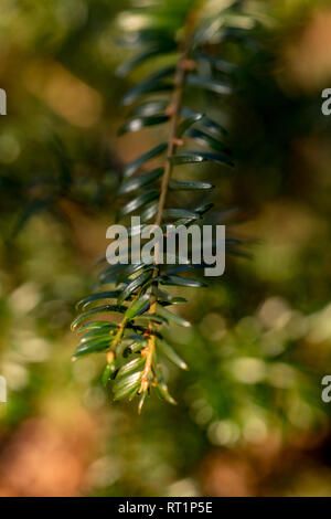 close up Taxus baccata leaves on stem Stock Photo - Alamy
