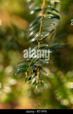 close up Taxus baccata leaves on stem Stock Photo - Alamy