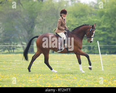 A Horse being ridden Stock Photo - Alamy