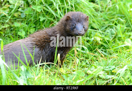 American mink (Neovison vison / Mustela vison), mustelid native to ...