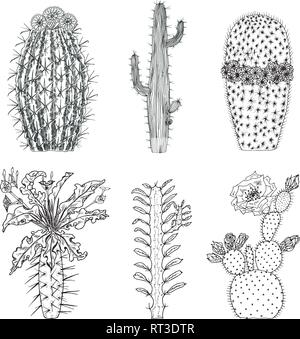 home cactus plants with prickles and nature elements in pots and with flowers. exotic or ...