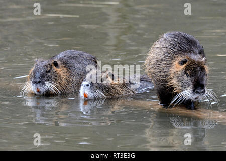 Beavers, beaver, Coypu, Mycastor coypus, rodent, rodent, Nutria, tail ...