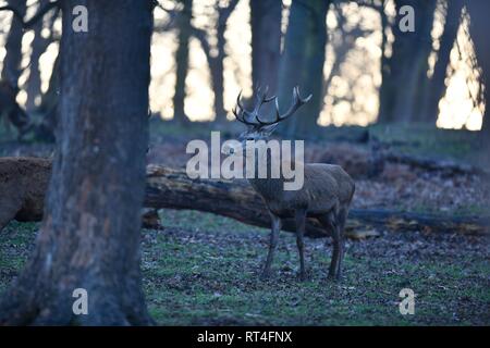 Richmond Park, deer culling season Stock Photo - Alamy