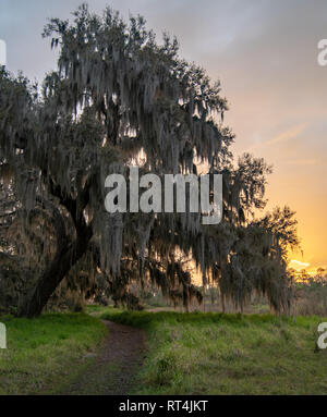 Oak Trees in the Everglades Stock Photo - Alamy