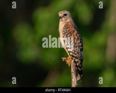 Red-shouldered Hawk flying Stock Photo - Alamy