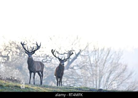 Richmond Park, deer culling season Stock Photo - Alamy
