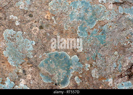 LICHENS ORANGE YELLOW AND BLUE GROWING ON A STONE WEST COAST OF ...