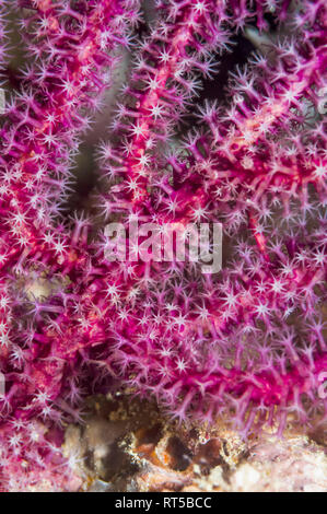 Gorgonian (sea fan) polyps, close-up. Photographed in West Papua ...