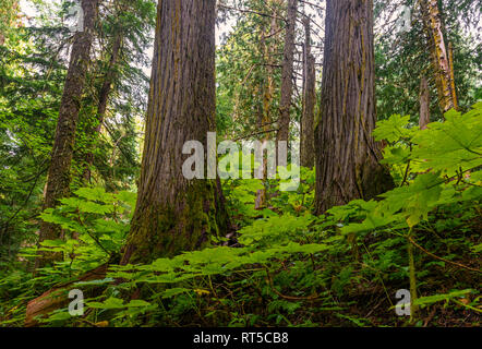 Cedar trees and ferns inside the Ancient Forest provincial park, Fraser ...