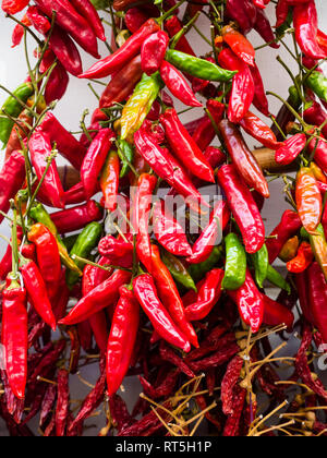 Hot chili pepper pods grow on a plant in open ground Stock Photo - Alamy