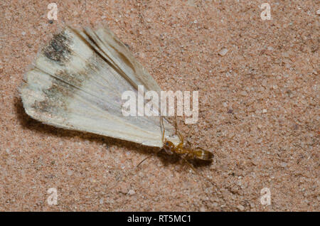 Pyramid Ant (Dorymyrmex flavus Stock Photo - Alamy
