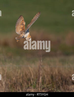 Barn Owl diving to catch prey Stock Photo - Alamy