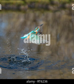 Kingfisher diving for fish Stock Photo - Alamy