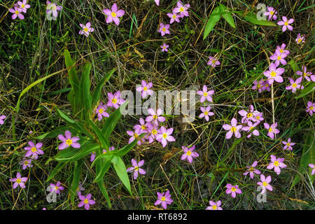 Sea-pink, sabatia stellaris, wildflower grouping Stock Photo - Alamy