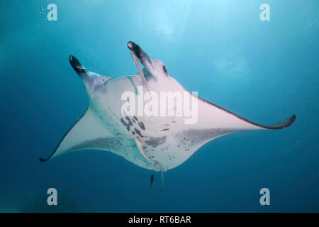 Manta ray in Arabian sea, Baa Atoll, Maldives, underwater photograph ...