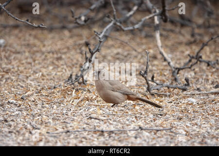 Abert's Towhee - Melozone aberti Stock Photo - Alamy