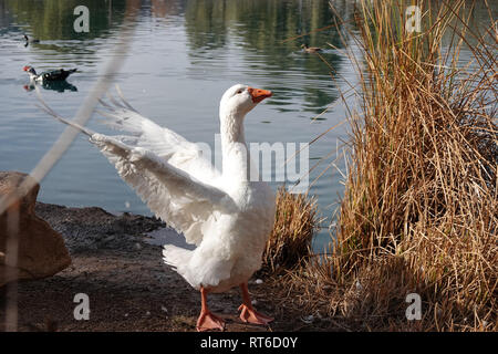 Feral domestic goose (Embden breed) near a pond in Arizona, USA Stock ...