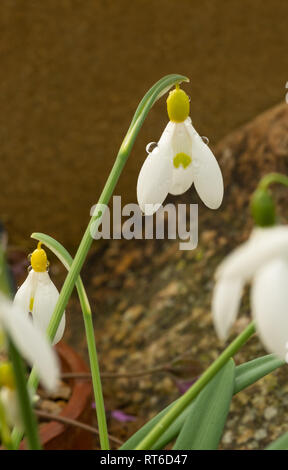 Galanthus Primrose Warburg,yellow snowdrop,yellow snowdrops,hybrid ...