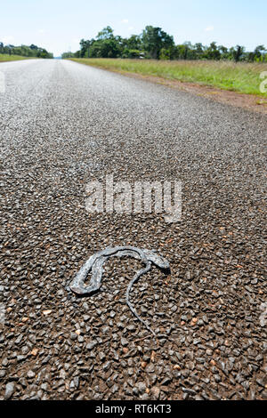 Dead snake roadkill on the road, Mareeba, Atherton Tablelands, Far ...