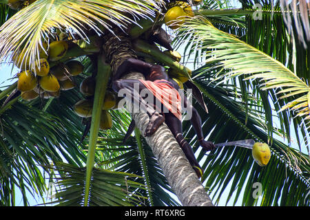 Toddy Tapping, Coconut Tree, Varkala, Kerala, India Stock Photo - Alamy