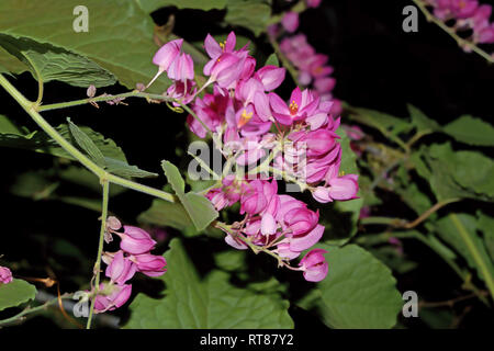 The antigonon leptopus blooms in the garden, this is a white, purple ...