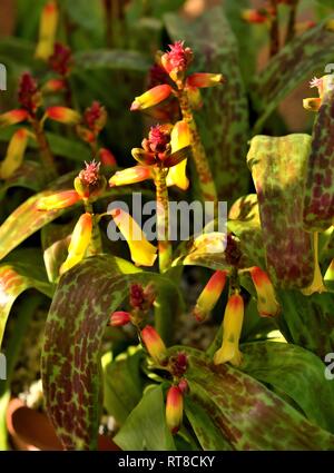 Cape cowslip in flower (Lachenalia aloides 'Pearsonii' Stock Photo - Alamy