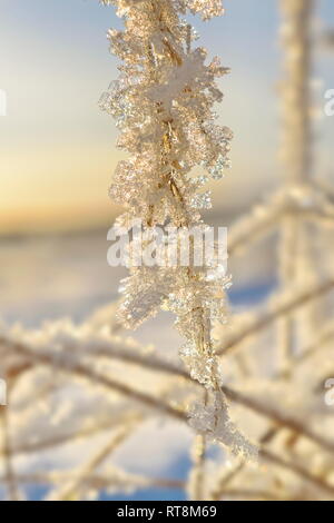 Grass stalks in cold blue tones.Winter nature background.Field grass ...