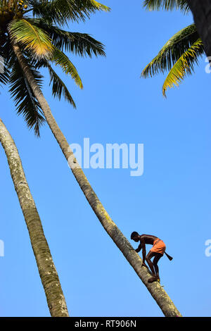 Toddy Tapping, Coconut Tree, Varkala, Kerala, India Stock Photo - Alamy
