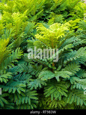 Even pinnately compound leaves background and texture Stock Photo - Alamy