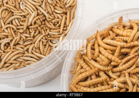 Lesser Mealworm Beetle (Alphitobius diaperinus), beetle and larva on ...