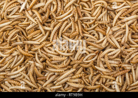 Lesser Mealworm Beetle (Alphitobius diaperinus), beetle and larva on ...
